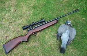 Best Air Rifle to Kill Pigeons: Hunting for Answers | Newbie Prepper